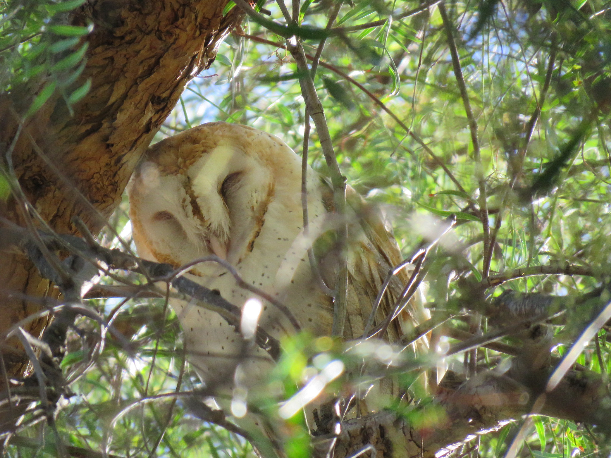 Wildlife Photos - La Kretz Research Center at Sedgwick Reserve