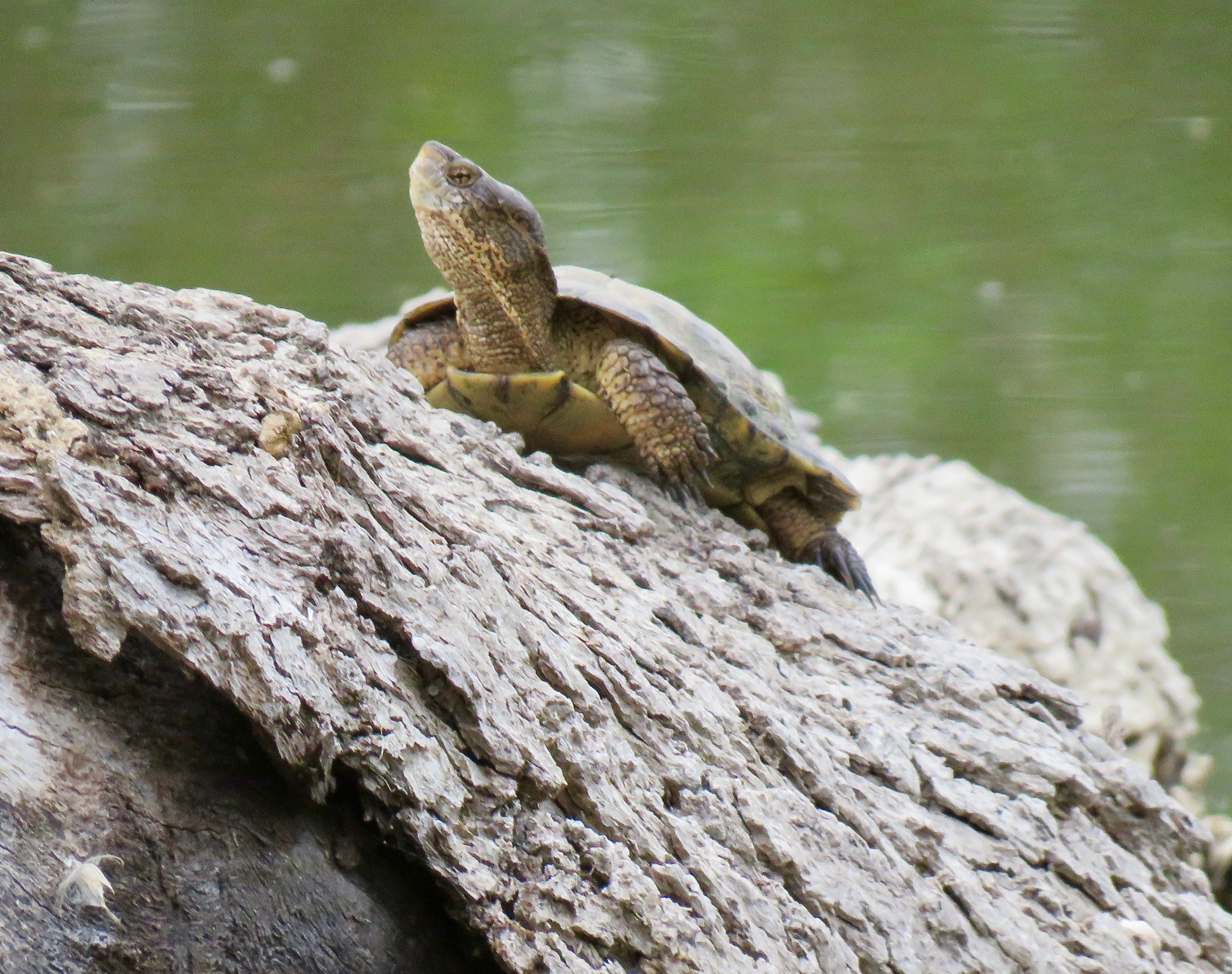 Wildlife Photos - La Kretz Research Center at Sedgwick Reserve